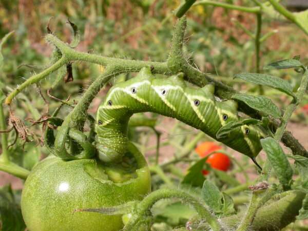 3 Natural Tricks - Tomato Hornworms | Tomato Worms how to get rid of ...